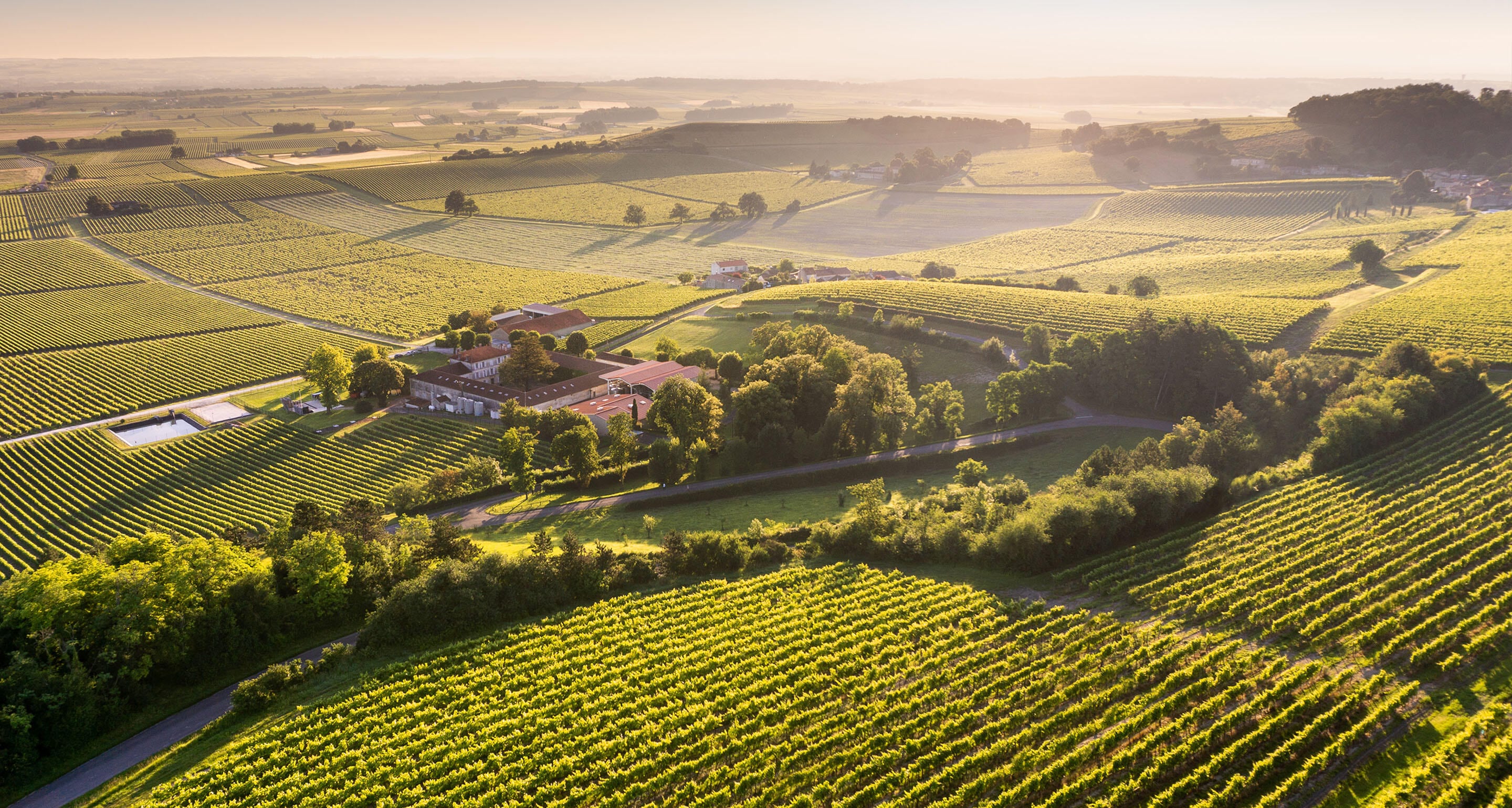 Our sustainable viticulture | Hennessy