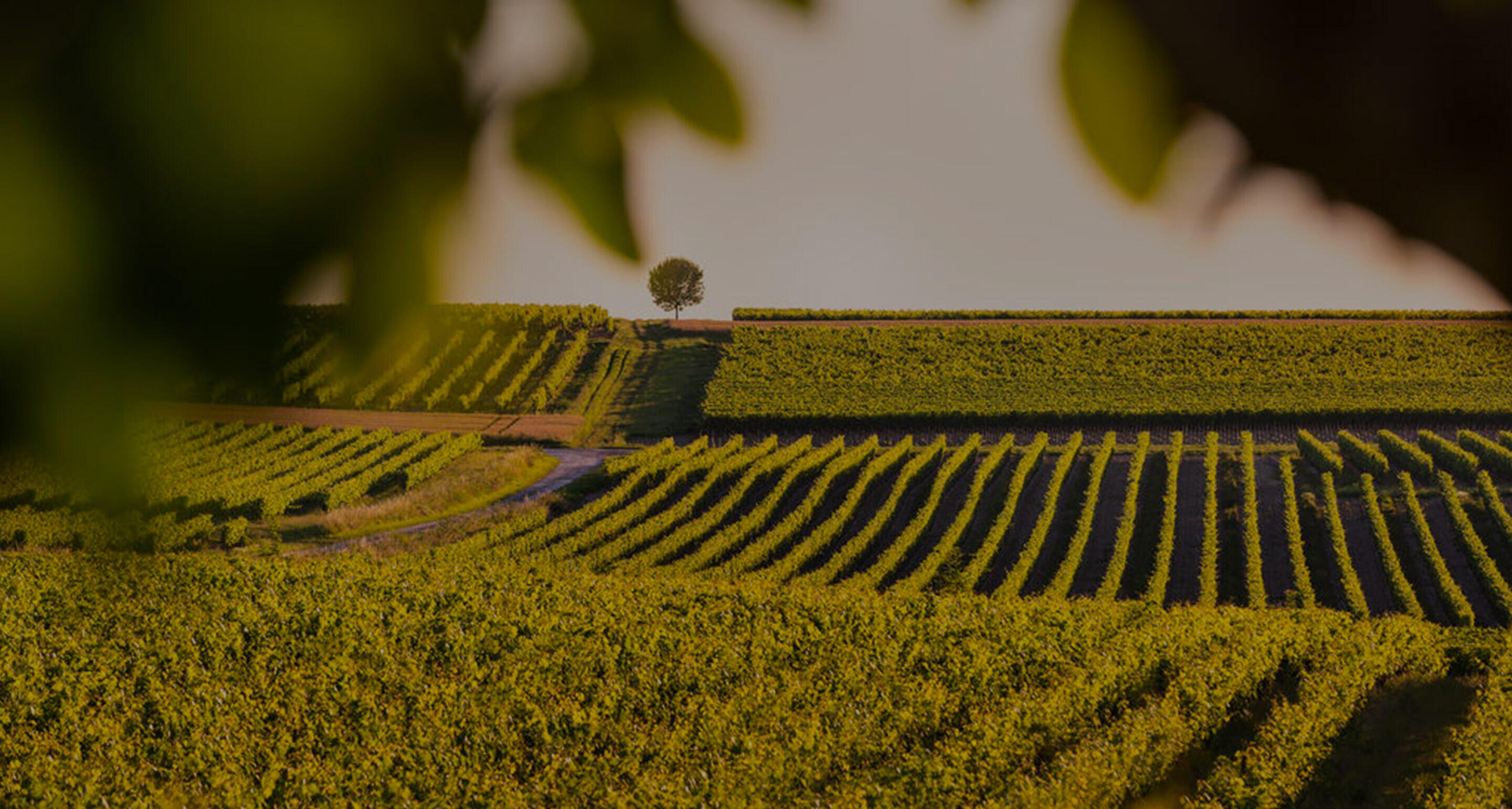 Cognac production: from grapes to bottle - Hennessy