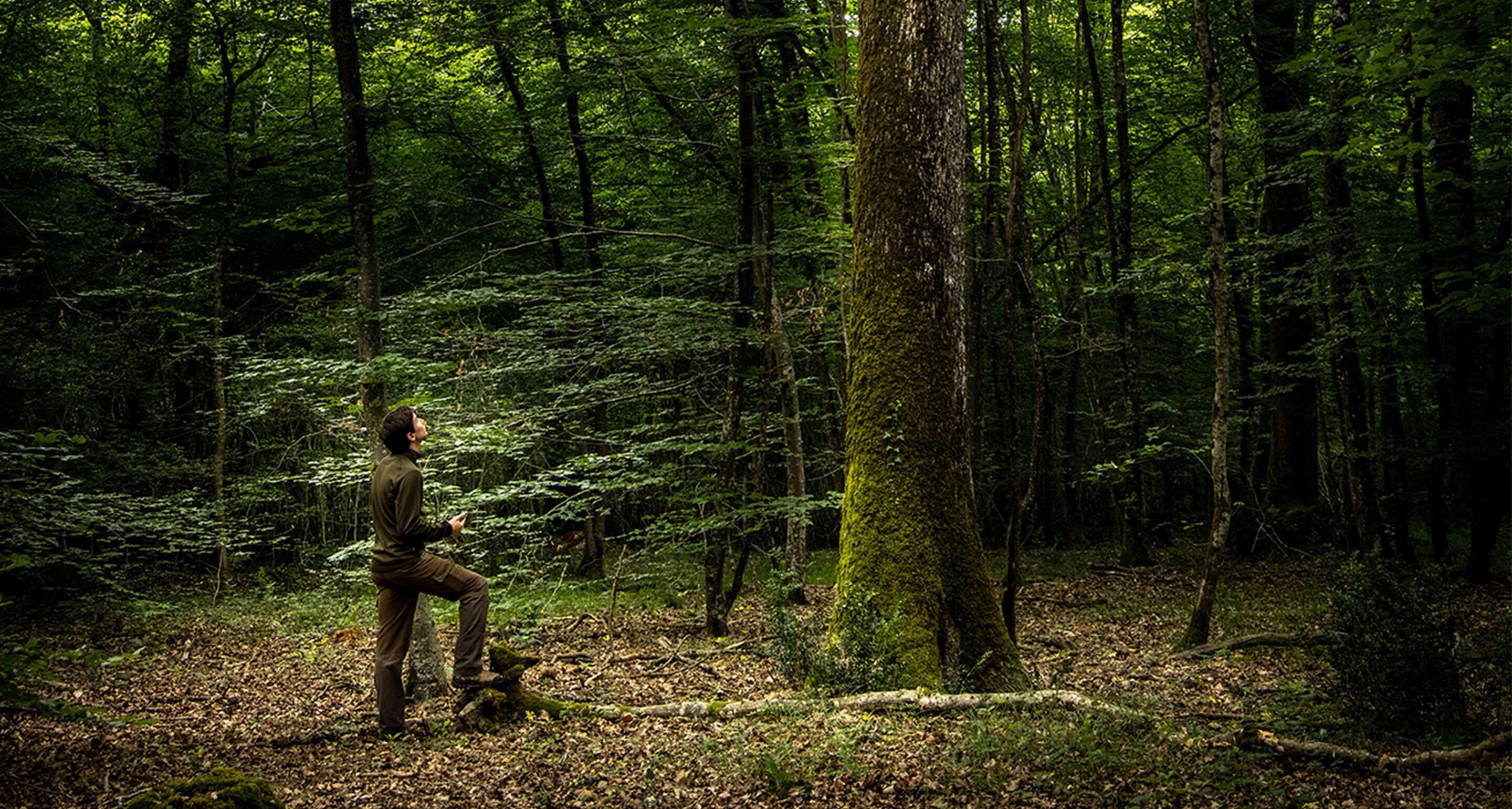 Hennessy's “Forest Destination” program | Hennessy USA