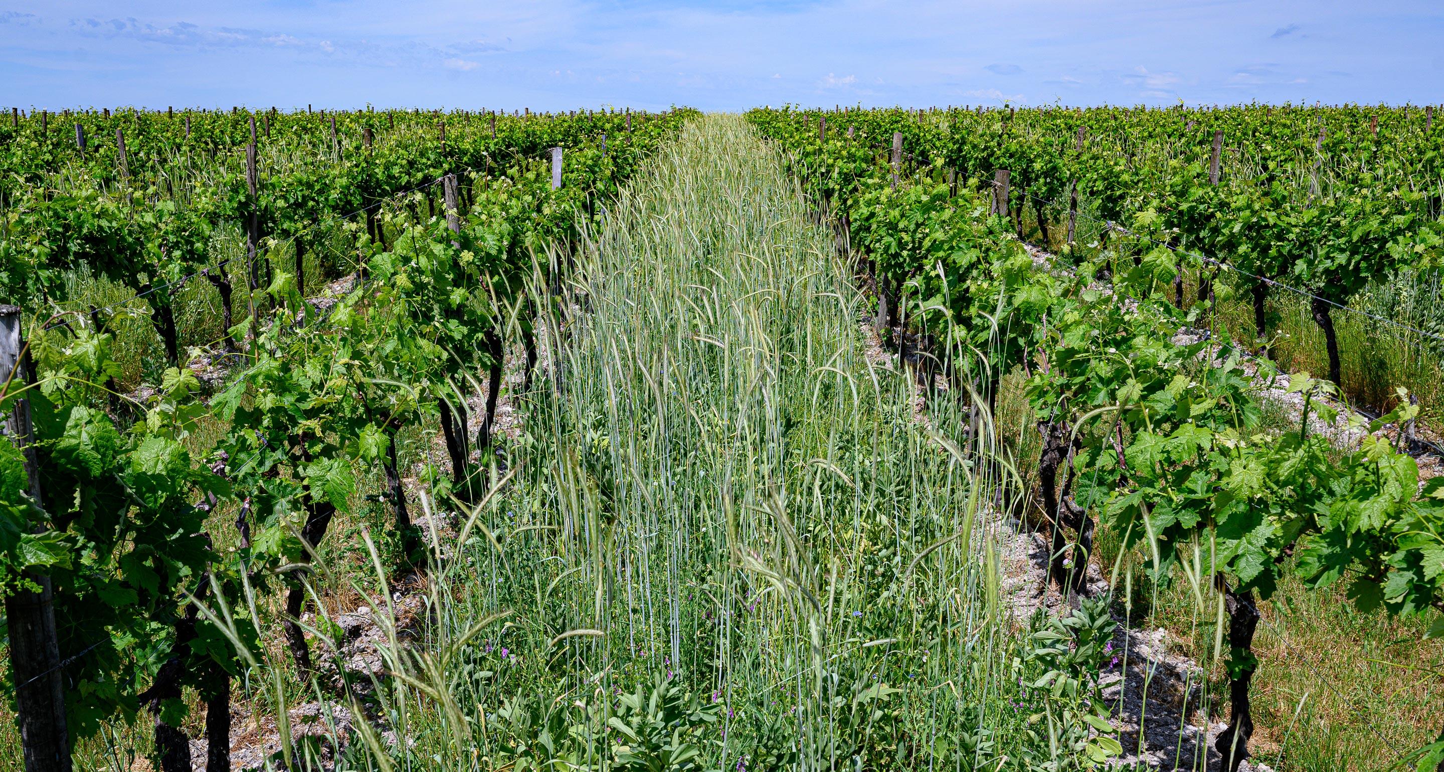 Living Landscapes: Hennessy's vision for the future beyond just our own ...